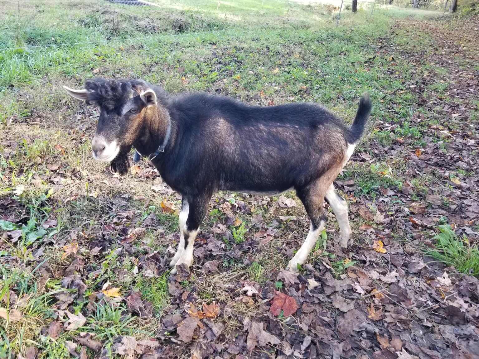 Alpine Goats – Three Creek Ranch