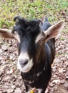 Alpine Goats – Three Creek Ranch